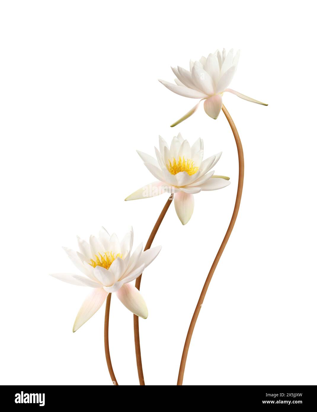 Beautiful lotus flowers with long stems isolated on white Stock Photo ...