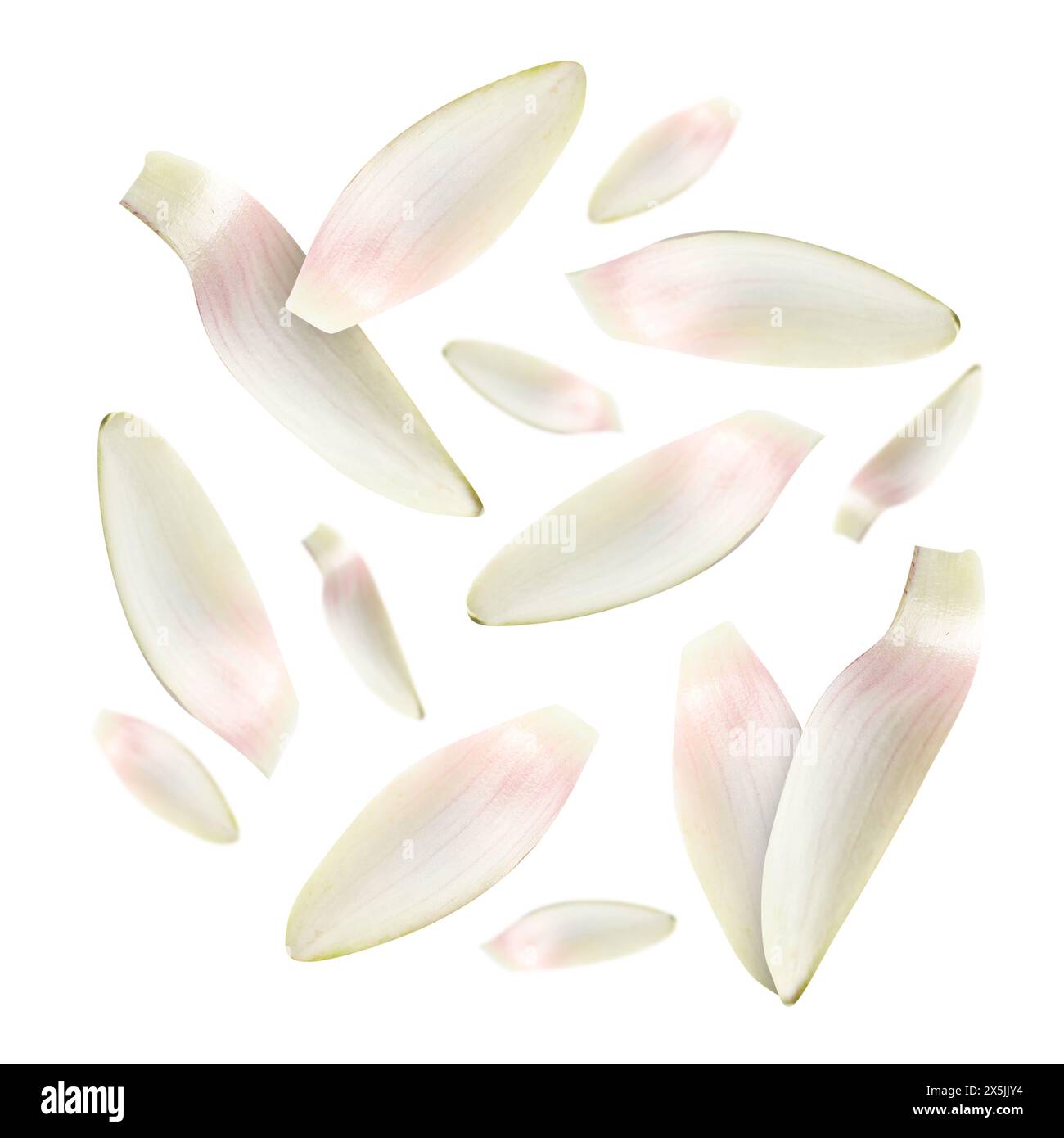 Lotus flower petals falling on white background Stock Photo - Alamy