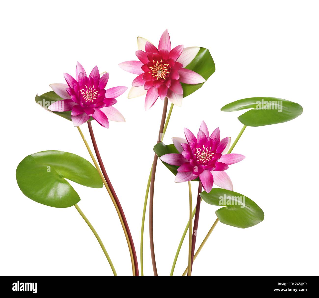 Pink lotus flowers with long stems isolated on white Stock Photo - Alamy