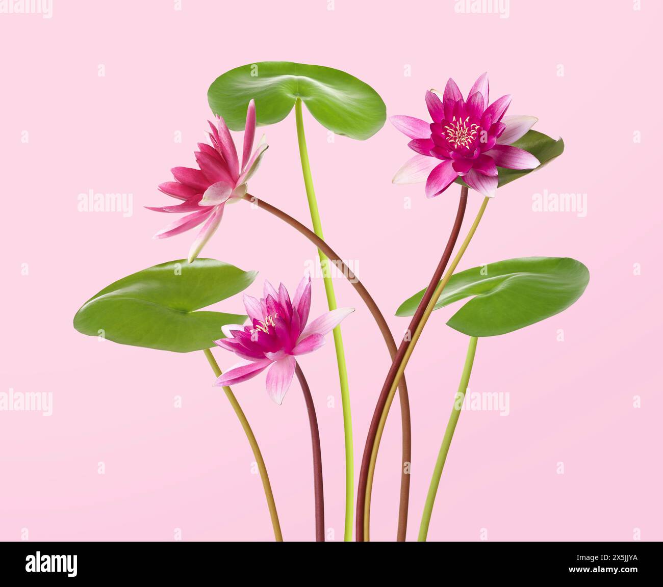 Beautiful lotus flowers with long stems on pink background Stock Photo ...