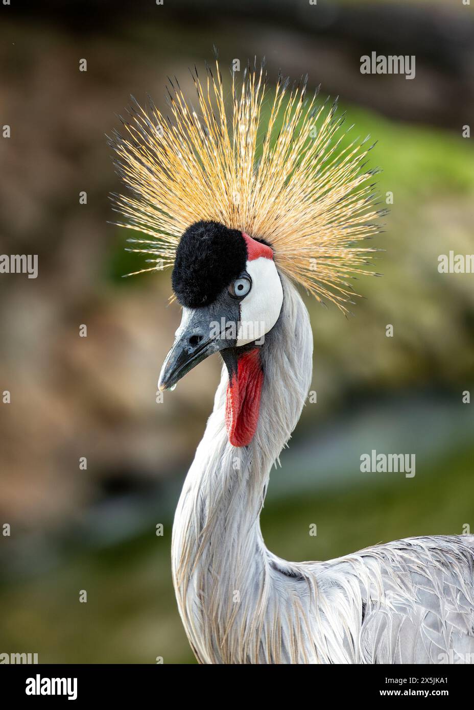 Majestic crane with blue-grey plumage, black & white face, and a crown ...