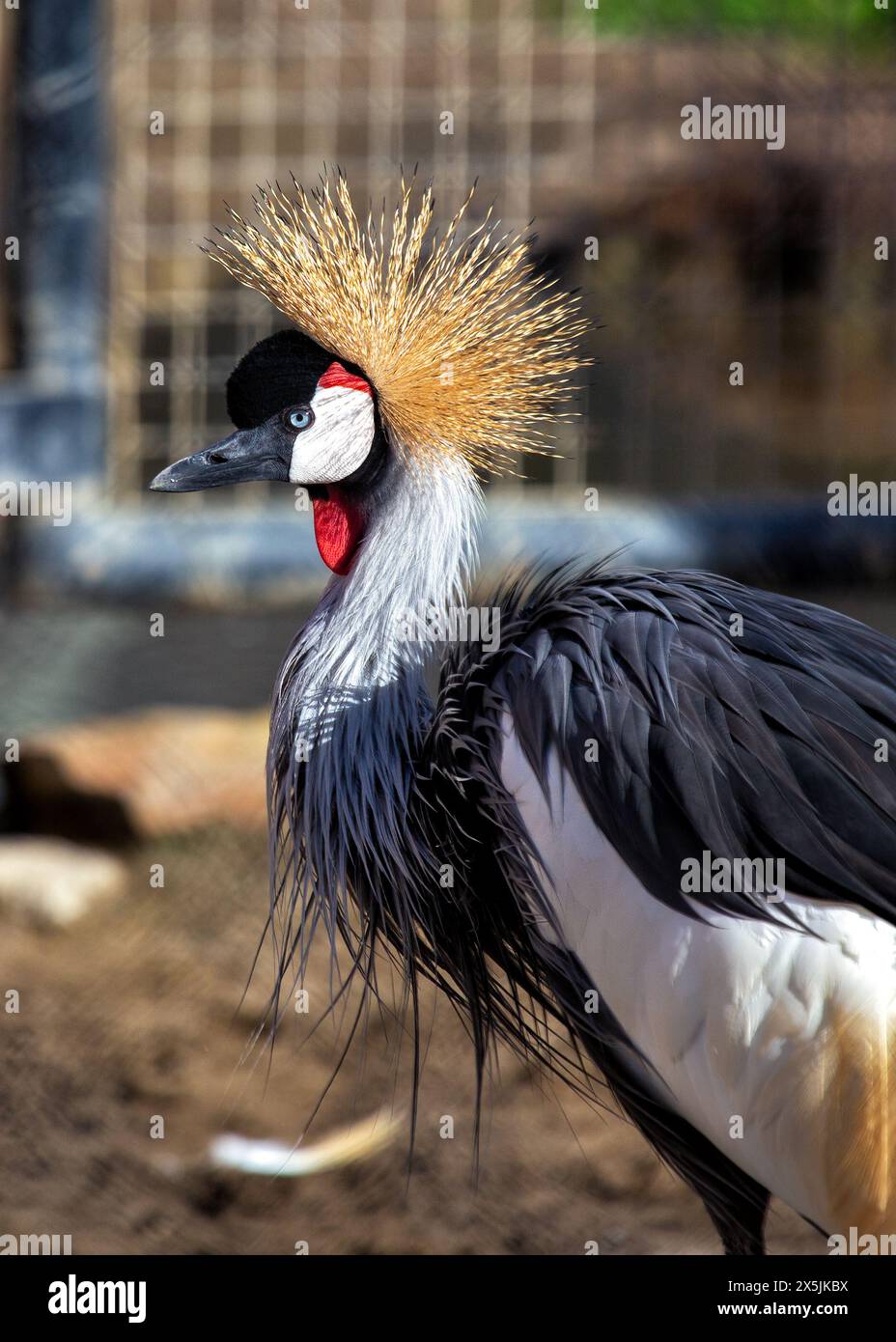 Majestic crane with blue-grey plumage, black & white face, and a crown ...