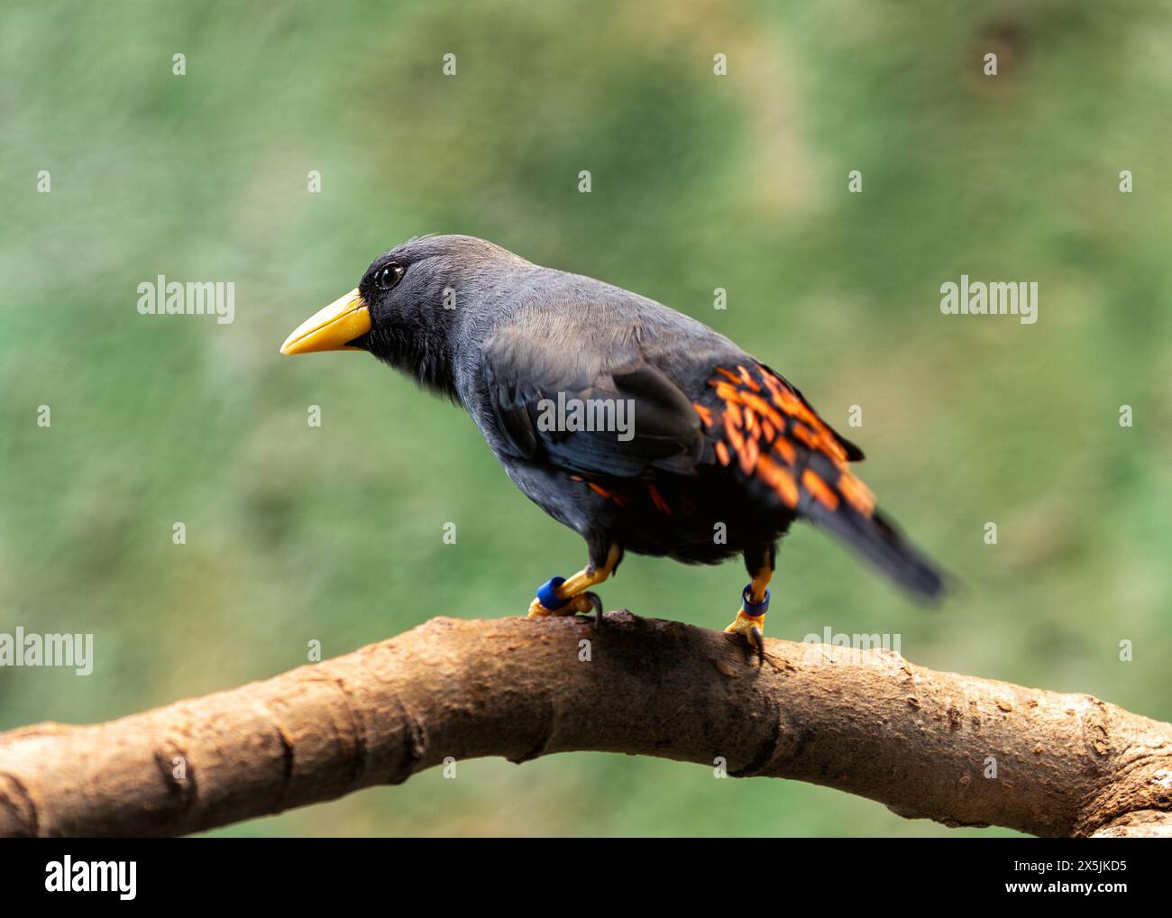 Striking starling with thick bill, black & white plumage, and a vibrant ...