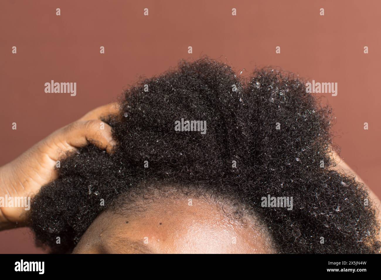Black afro curly hair with shrinkage, Wet Type 4c hair being detangled ...