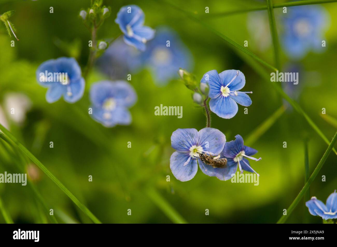Close up of Tiny little blue flowers growing on the ground Stock Photo ...