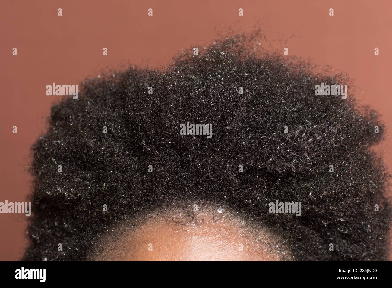 Black afro curly hair with shrinkage, Wet Type 4c hair being detangled ...