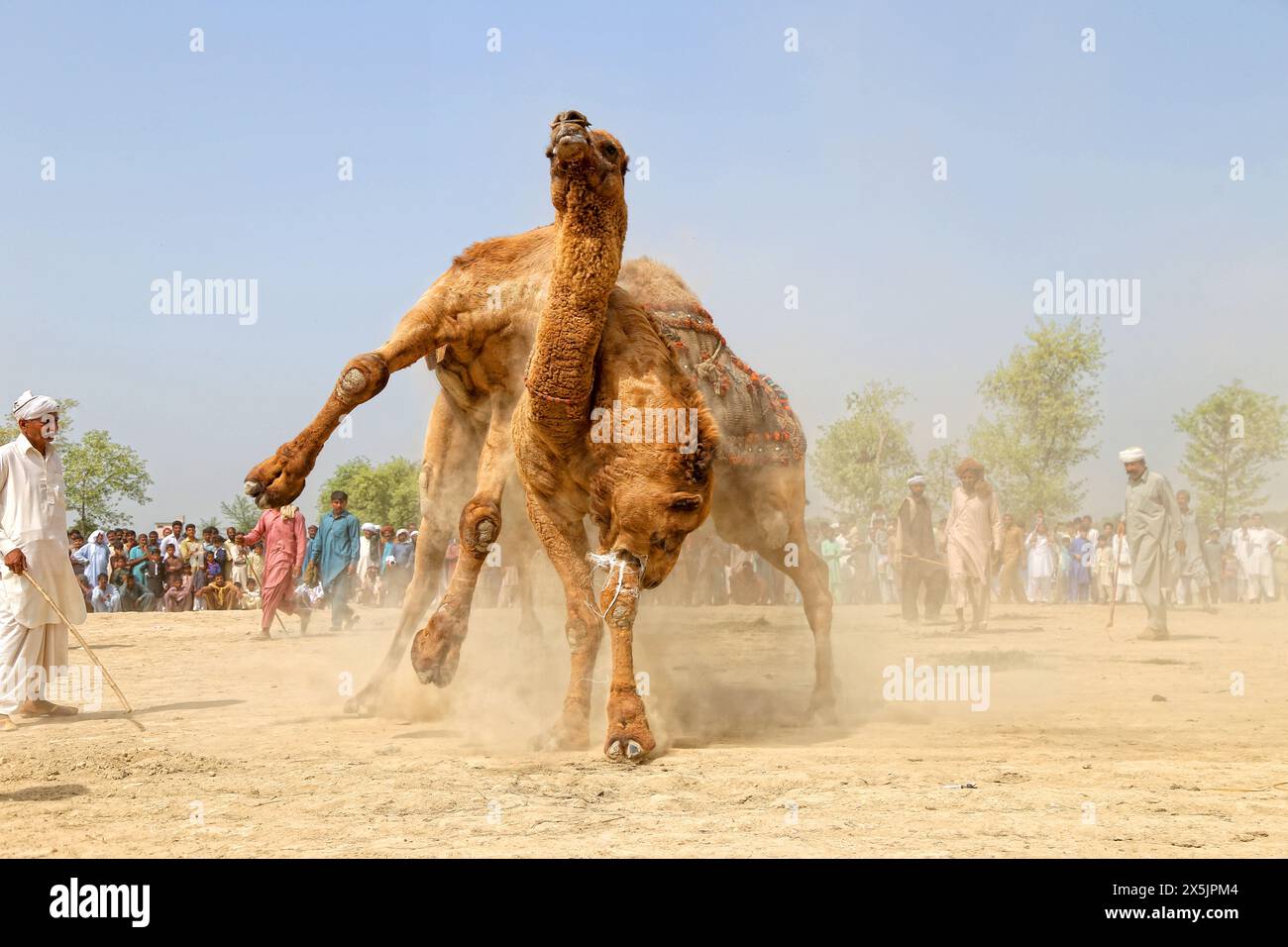 Camel sports hi-res stock photography and images - Alamy