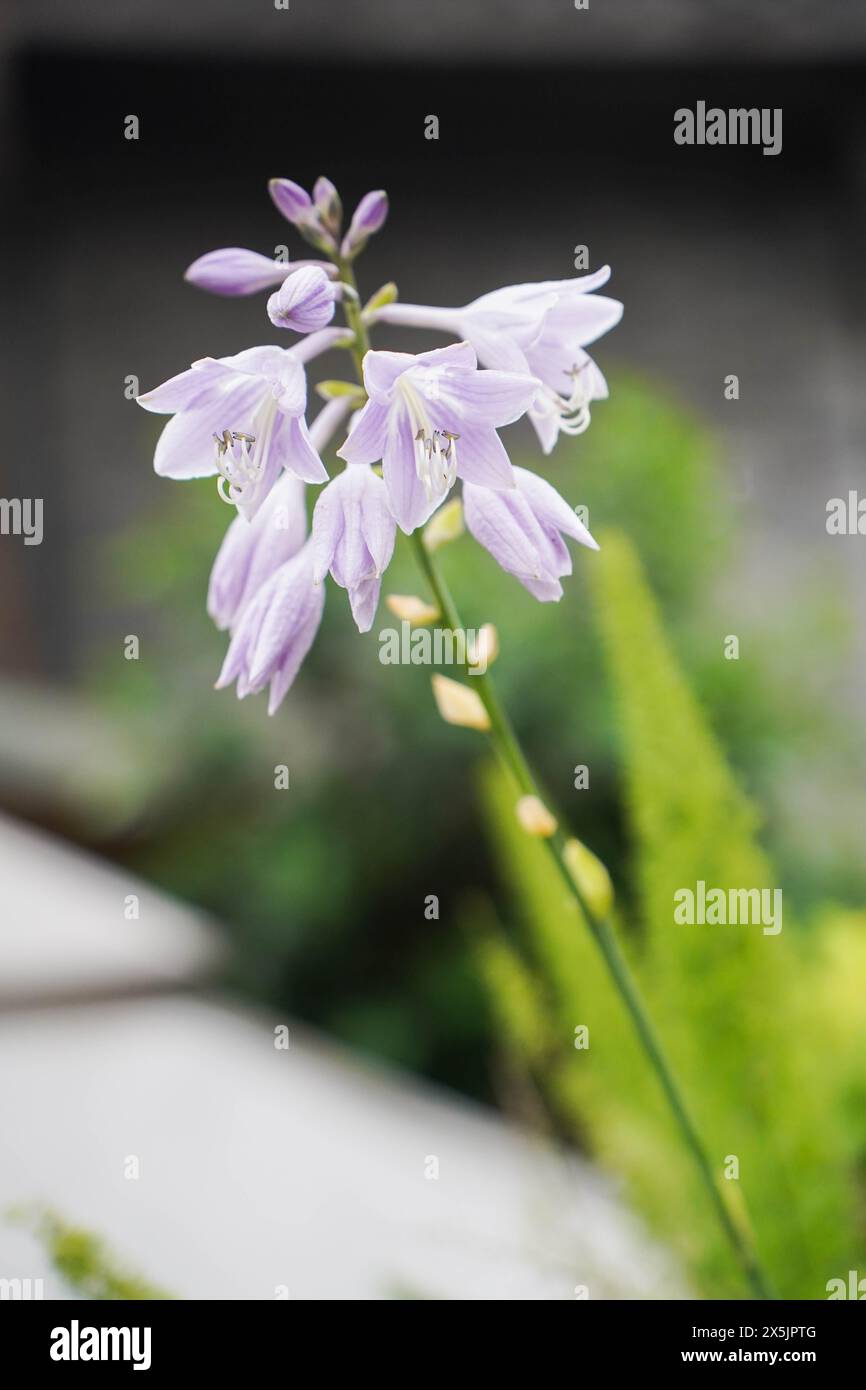 Purple hosta hi-res stock photography and images - Alamy