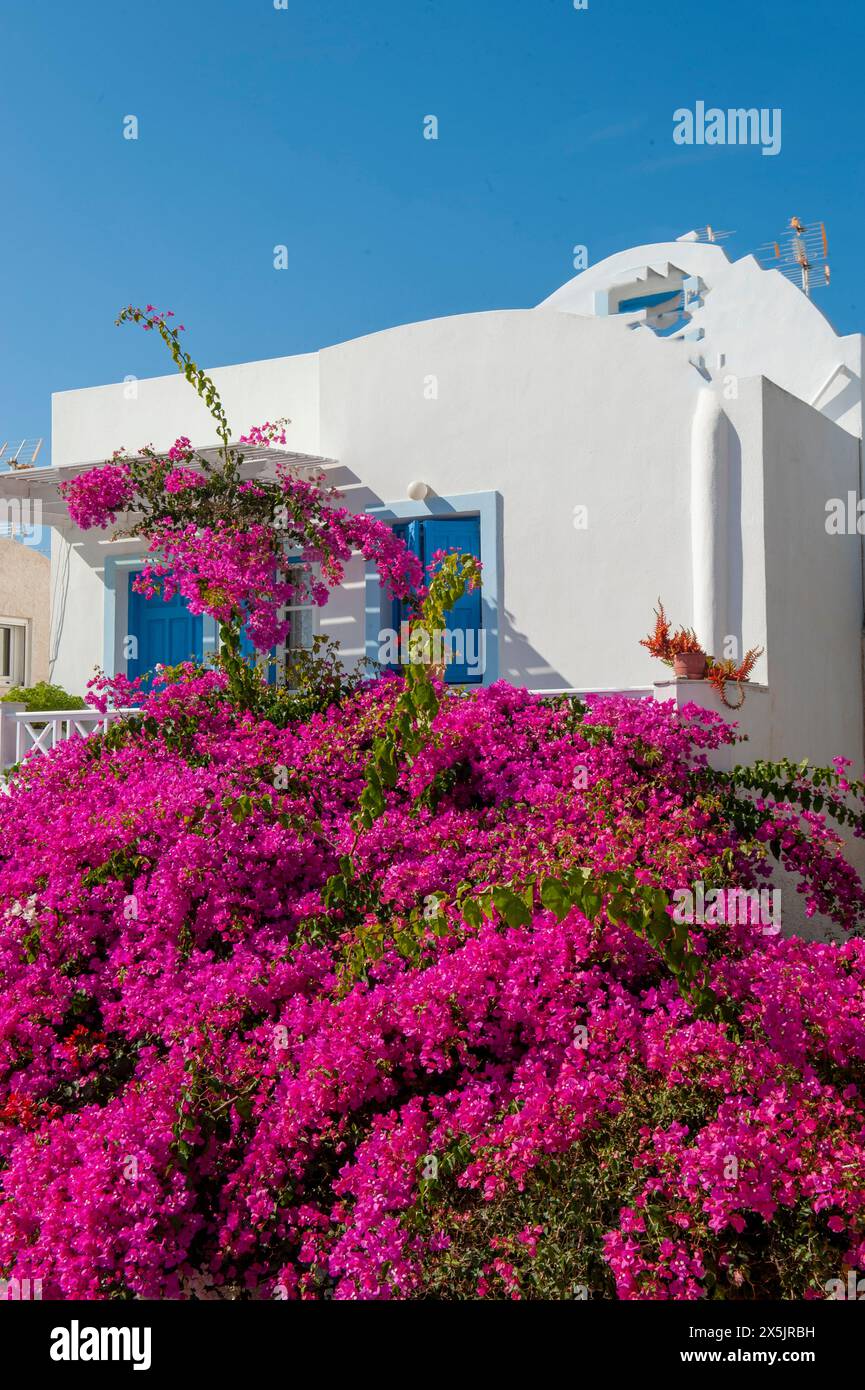 Greece, Santorini, Oia. A big bougainvillea plant in Oia, Santorini ...