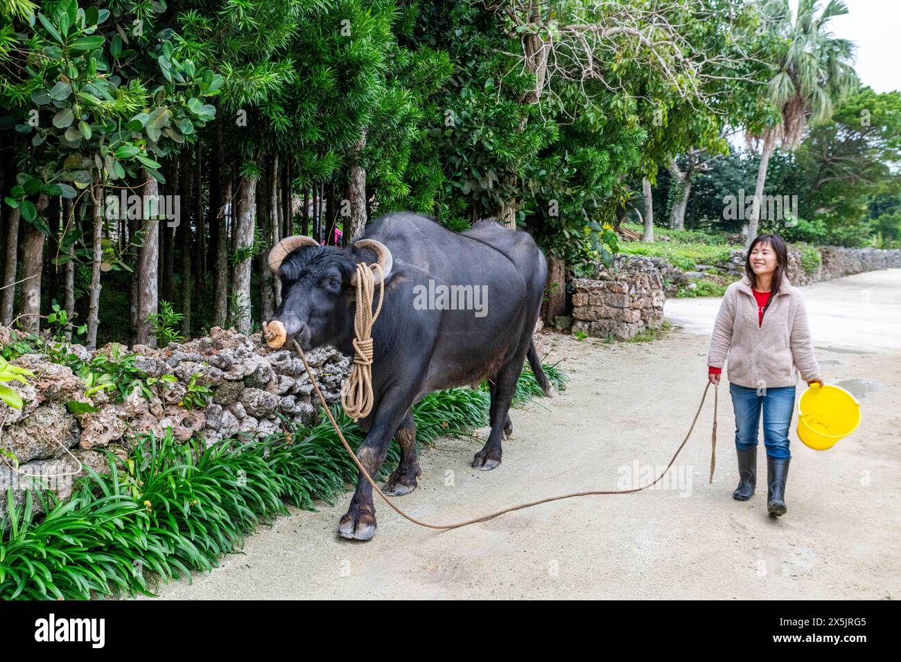 Water buffalo on his way home, Taketomi Island National Park, Ishigaki ...