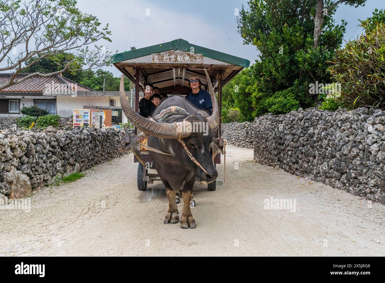 Ox carriage on Taketomi Island National Park, Ishigaki, Yaeyama island ...