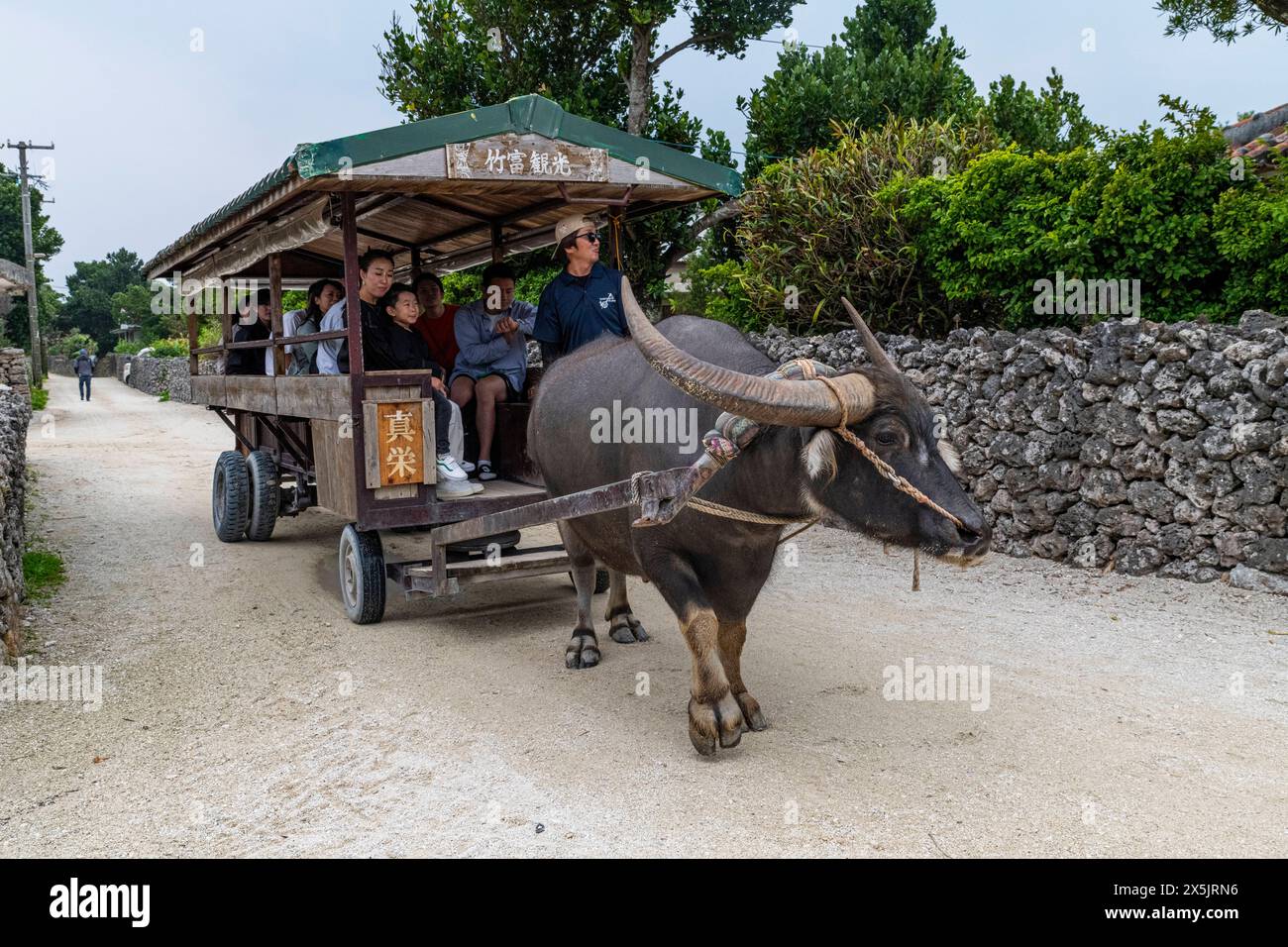 Ox carriage on Taketomi Island National Park, Ishigaki, Yaeyama island ...