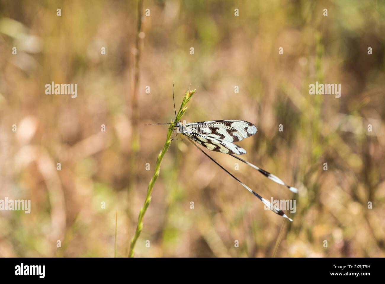 Perched Lace/Spoonwing (Nemoptera sinuata) in SW Turkiye Stock Photo ...