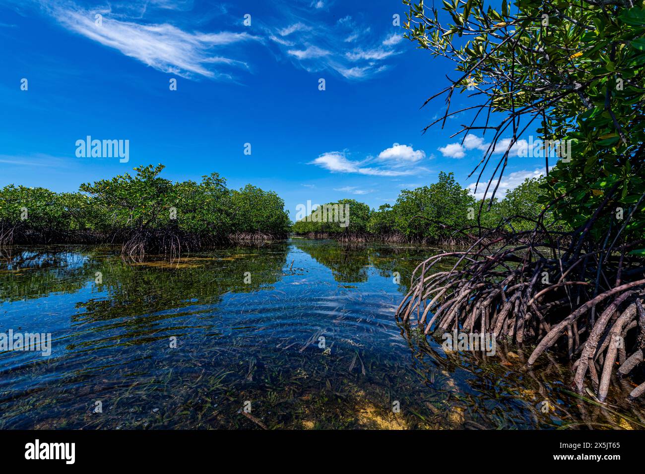 Swamps in Grande Santa Cruz Island, Zamboanga, Mindanao, Philippines ...