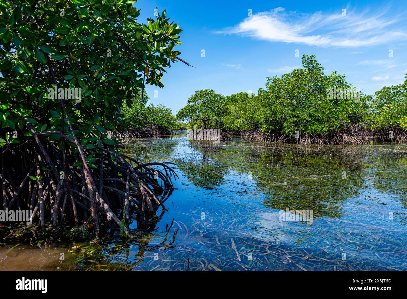 Swamps in Grande Santa Cruz Island, Zamboanga, Mindanao, Philippines ...
