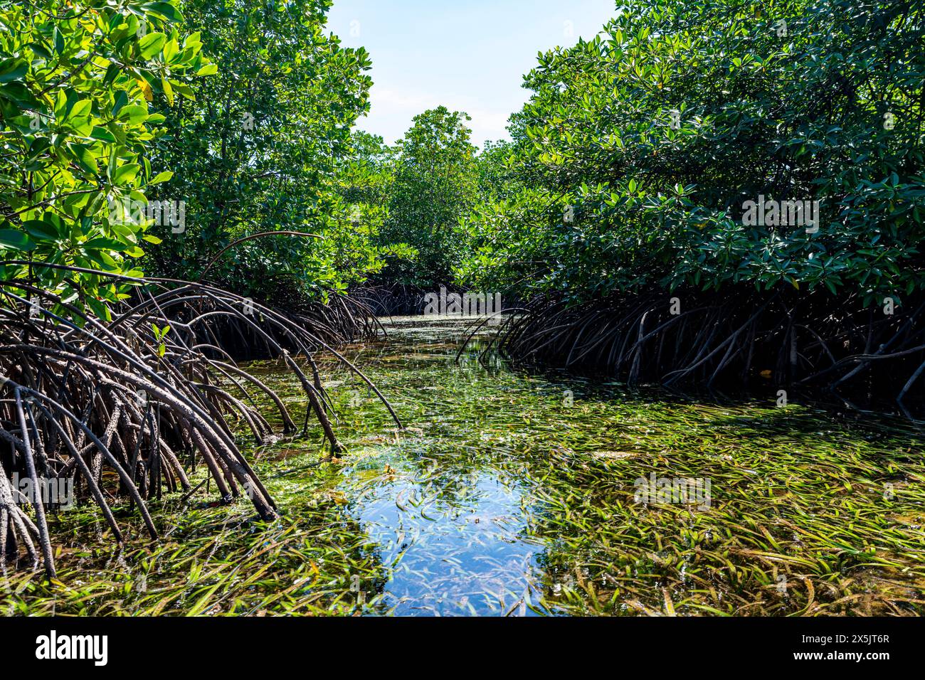Swamps in Grande Santa Cruz Island, Zamboanga, Mindanao, Philippines ...
