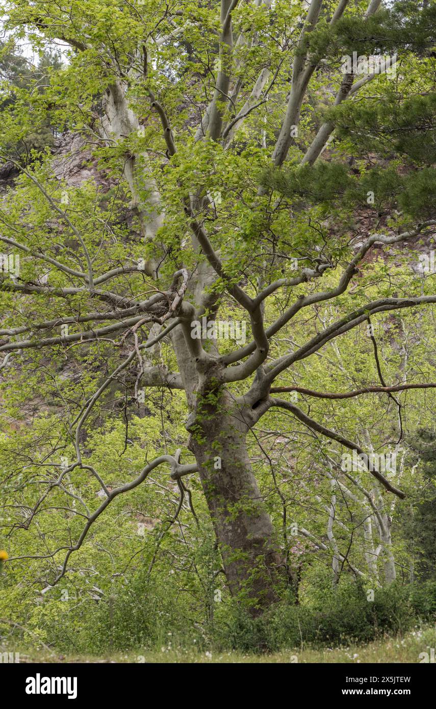 Oriental plane tree platanus orientalis hi-res stock photography and ...