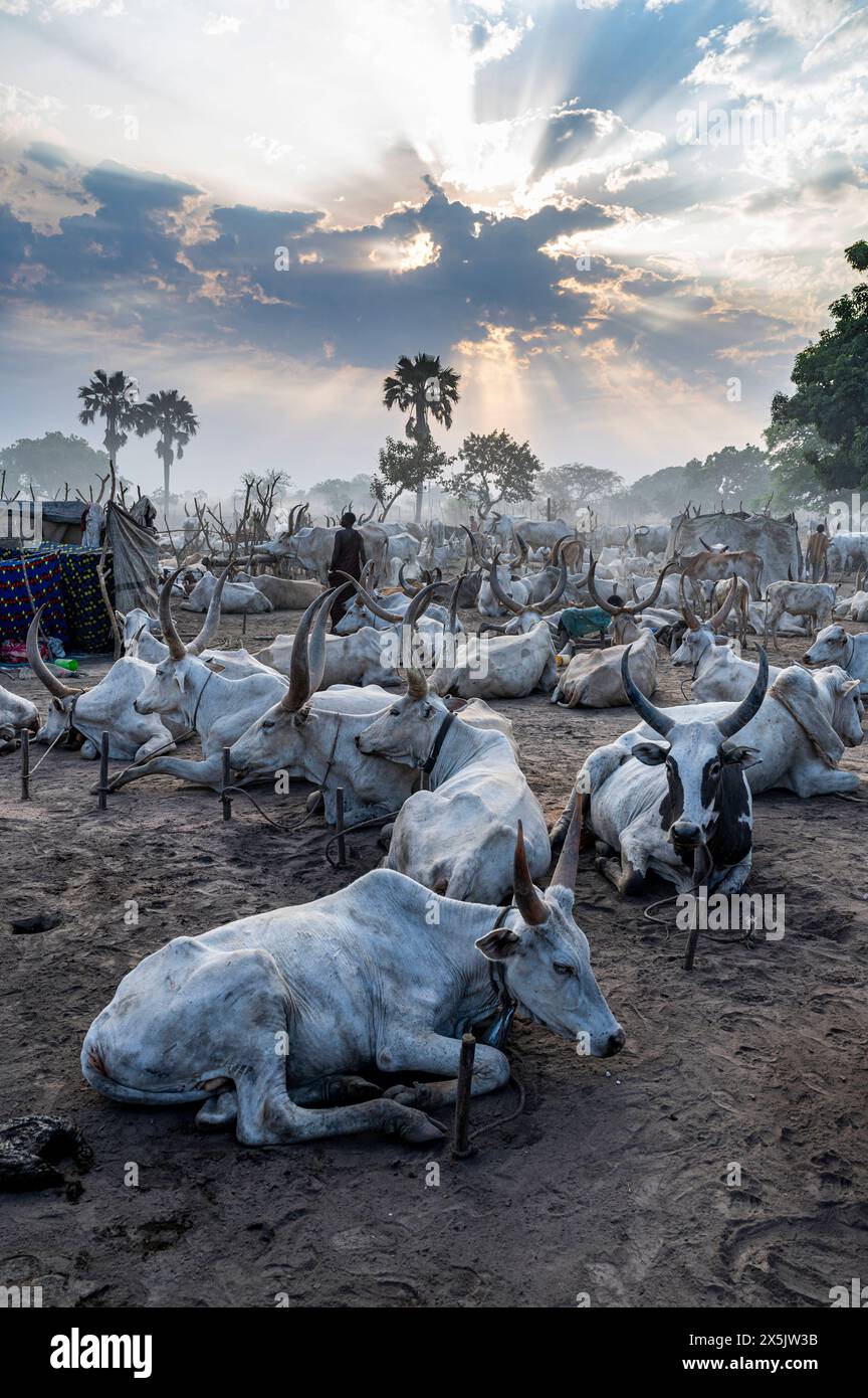 Cattle camp at sunset, Mundari tribe, South Sudan, Africa Copyright: MichaelxRunkel 1184-11029 ...
