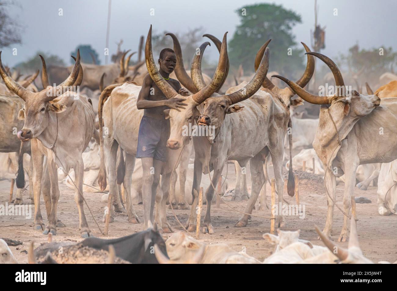 Boy cleaning a cow in a cattle camp of the Mundari tribe, South Sudan ...