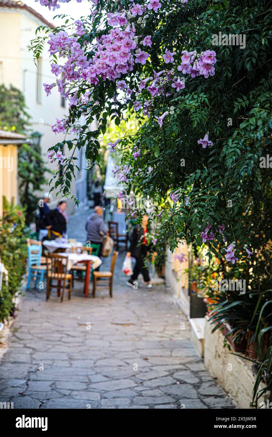 Athens, Greece, Plaka. Lilac colored bougainvillea flowers over ...