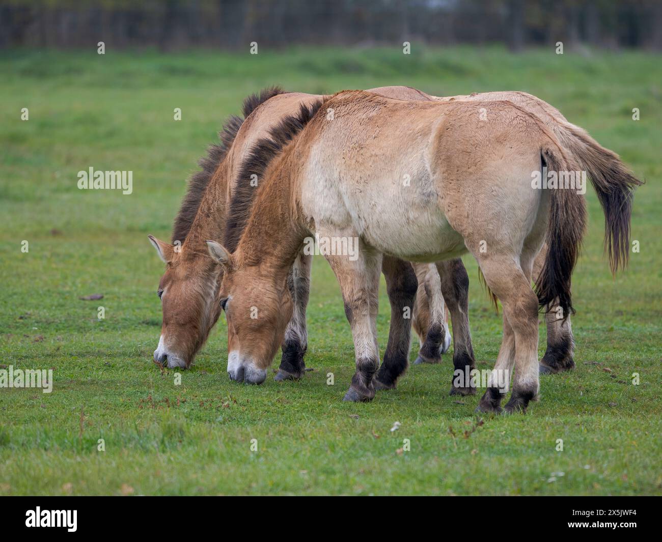 Przewalski's horse or Takhi in the wildlife center of the Hortobagy ...