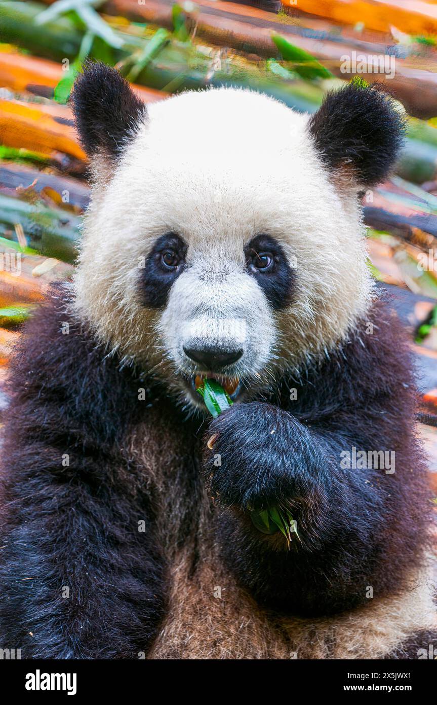 Panda Bear, Chengdu, Sichuan, China, Asia Copyright: MichaelxRunkel ...