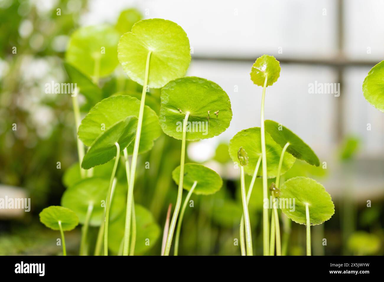 Genus hydrocotyle hi-res stock photography and images - Alamy