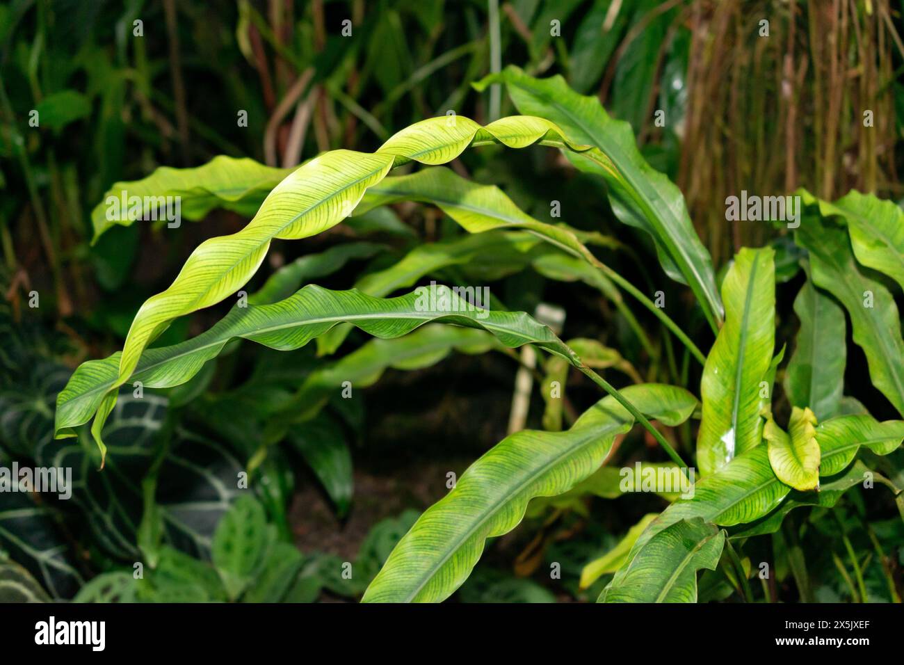 Saint Gallen, Switzerland, November 28, 2023 Heliconia Angusta plant at ...