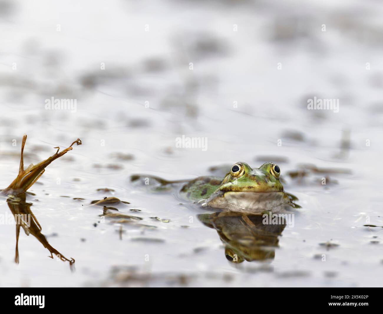 Common Frog , Rana temporaria in water , looking in to camera Stock ...