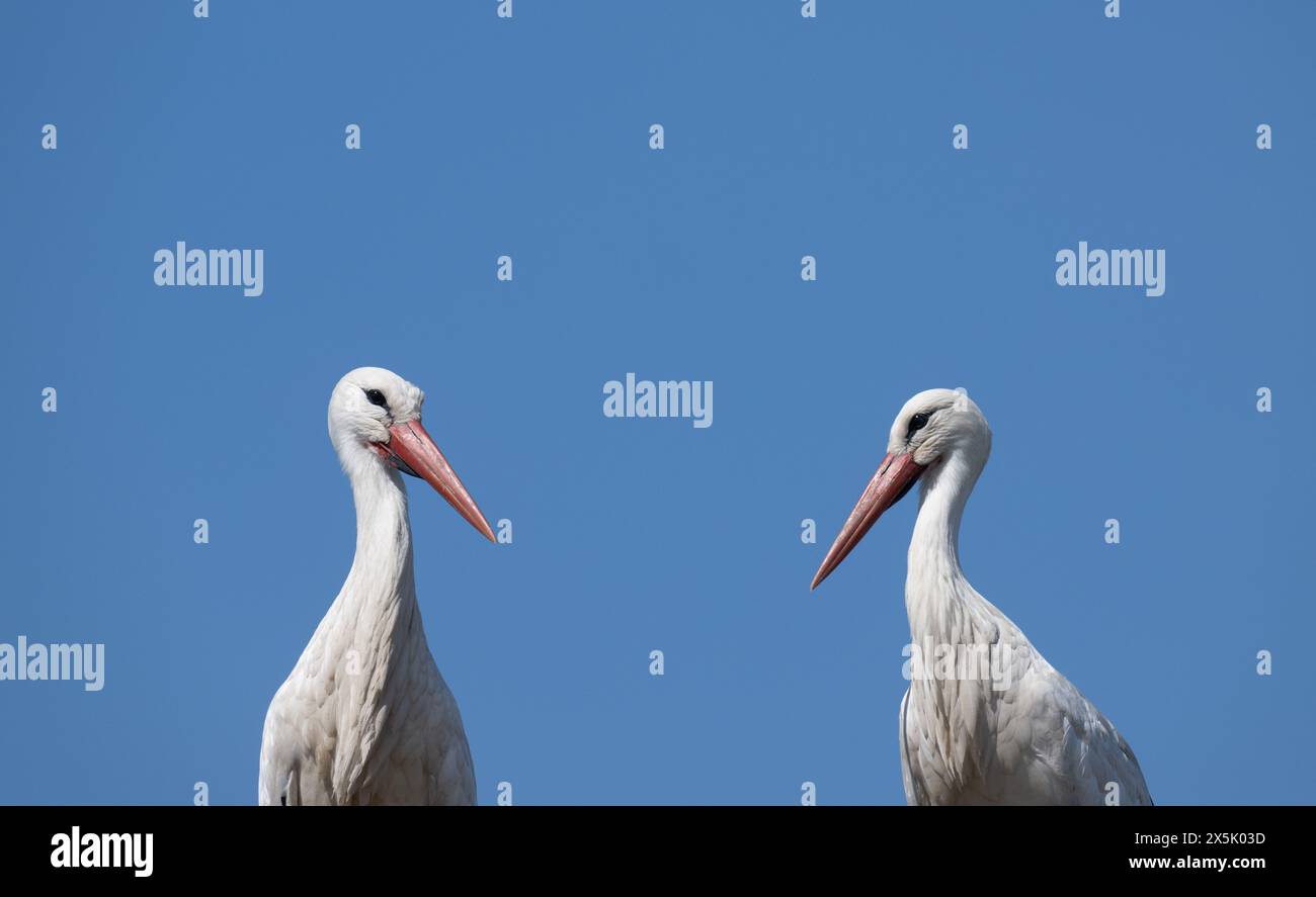 10 May 2024, Hesse, Biebesheim am Rhein: Two storks sit on their nest ...