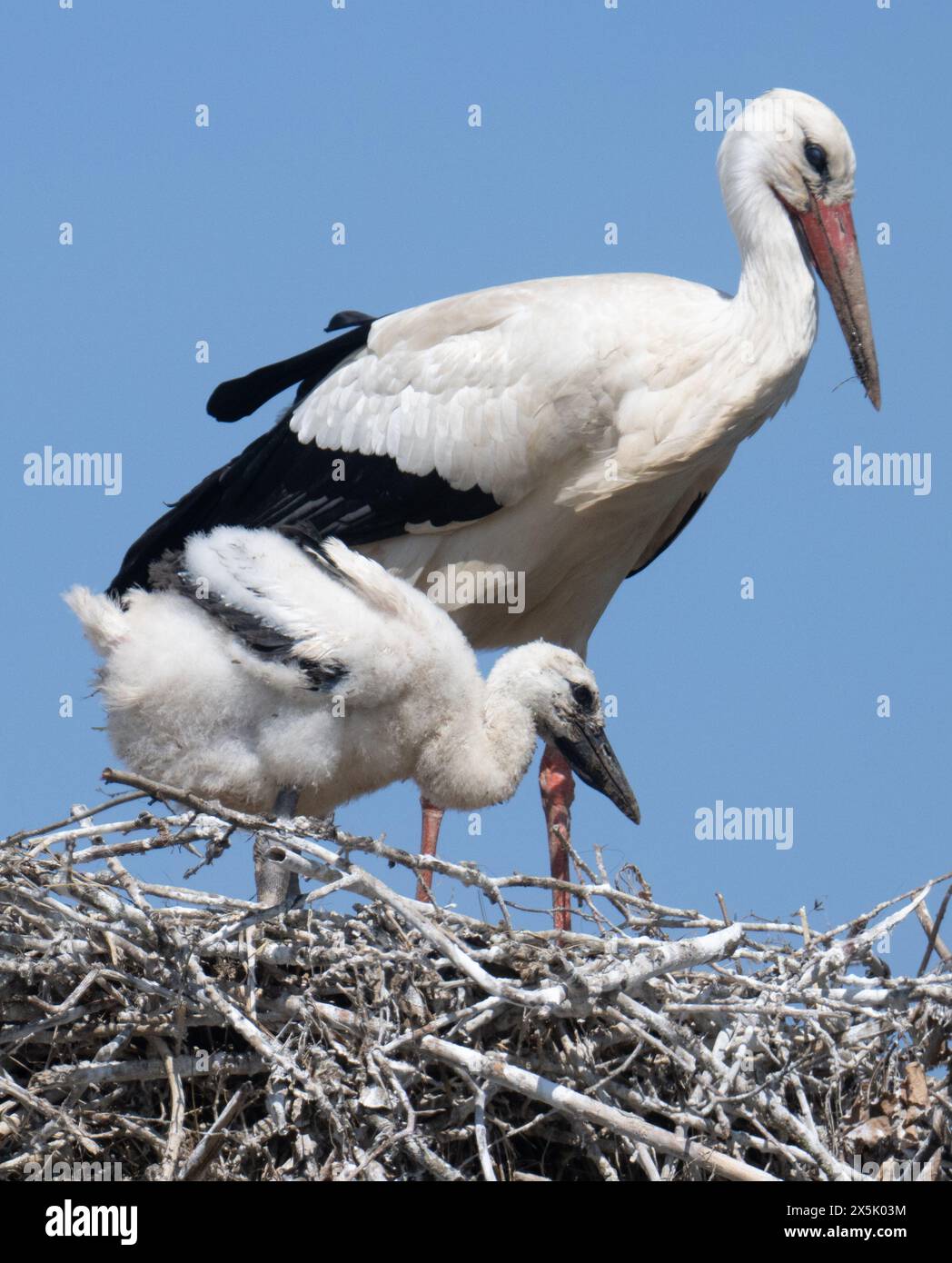 10 May 2024, Hesse, Biebesheim am Rhein: A stork sits on its nest with ...