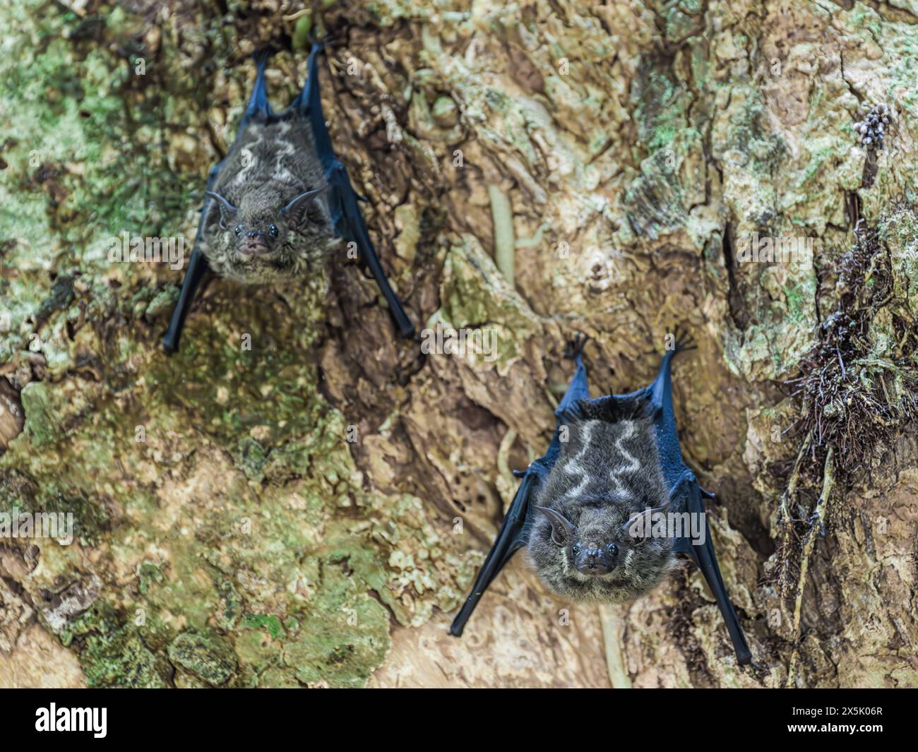 Long nosed bat, Costa Rica, Central America Copyright: JanettexHill ...