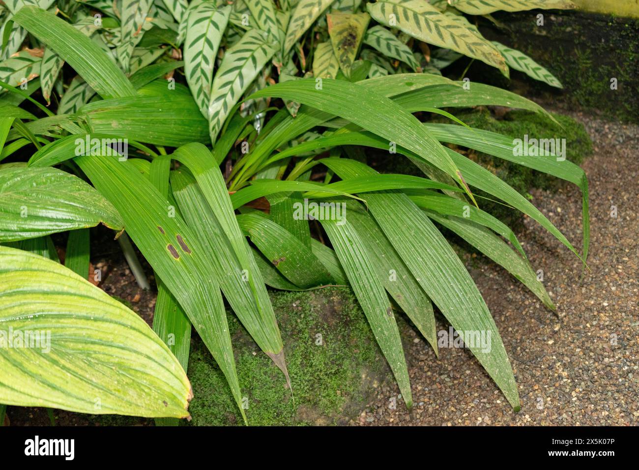 Saint Gallen, Switzerland, November 28, 2023 Spathoglottis Plicata or ...