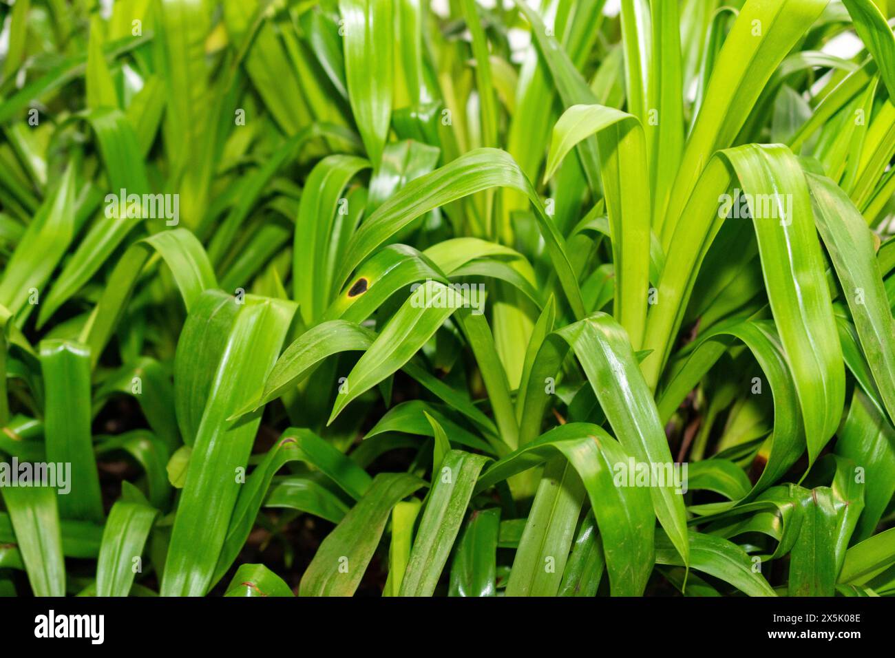 Saint Gallen, Switzerland, November 28, 2023 Phragmipedium X Sedenii ...