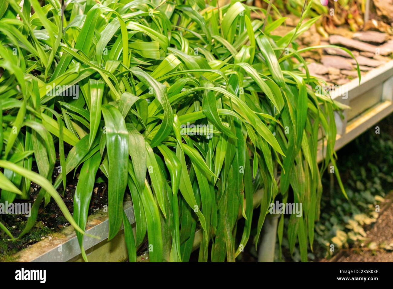 Saint Gallen, Switzerland, November 28, 2023 Phragmipedium X Sedenii ...