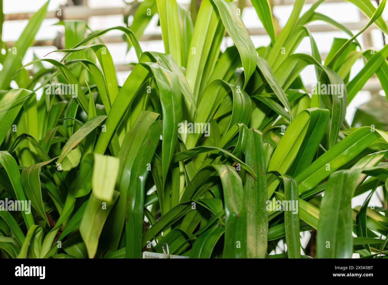 Saint Gallen, Switzerland, November 28, 2023 Phragmipedium X Sedenii ...