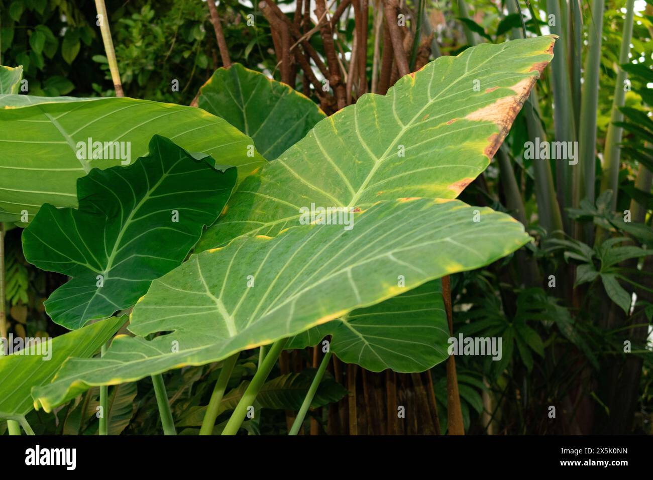 Saint Gallen, Switzerland, November 28, 2023 Colocasia Gigantea or ...