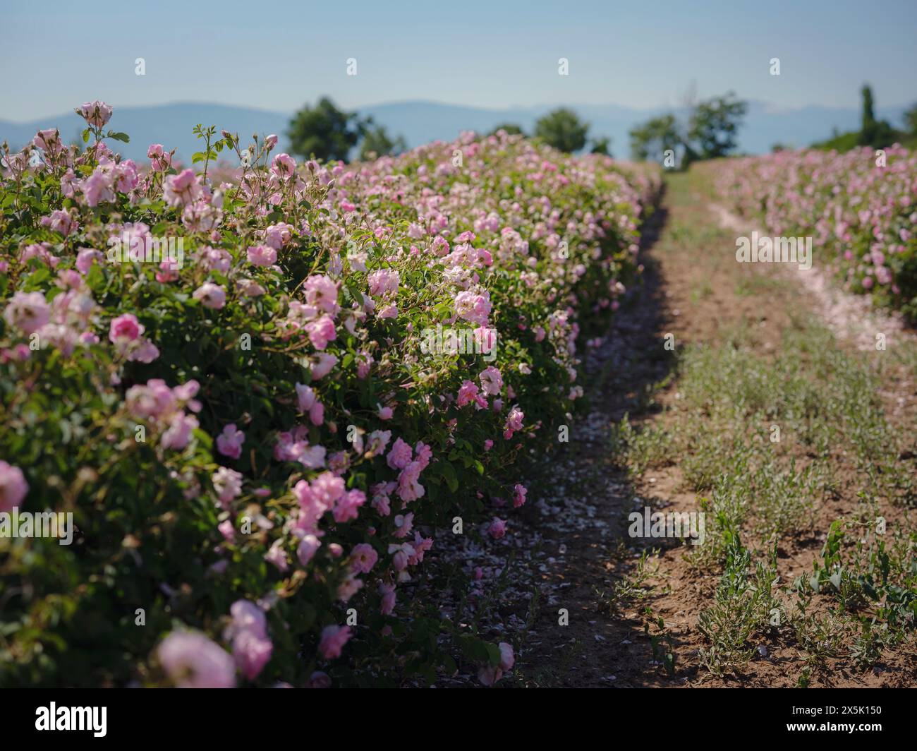 Field of Damascena roses in sunny summer day . Rose petals harvest for ...