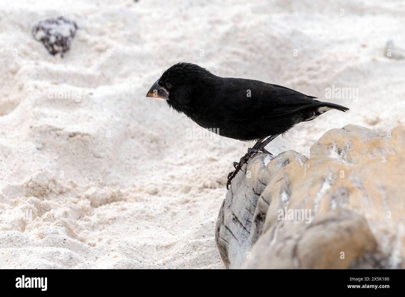 Medium ground finch (Geospiza fortis, male) at Gardiner Bay, Espanola ...