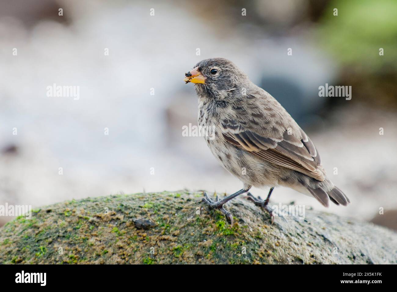 Small ground finch (Geospiza fuliginosa, female ) from San Cristòbal ...