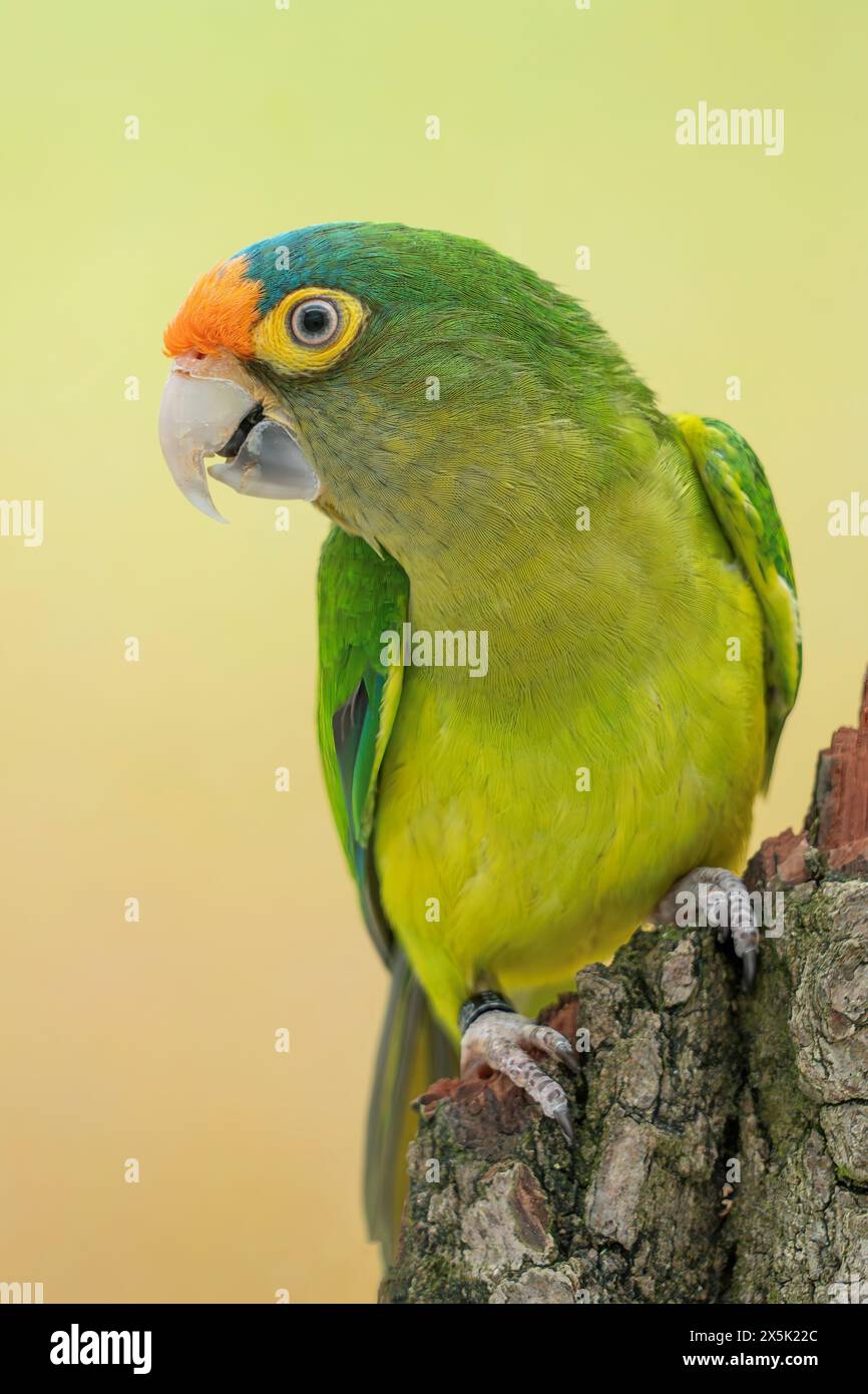 Canicularis hi-res stock photography and images - Alamy