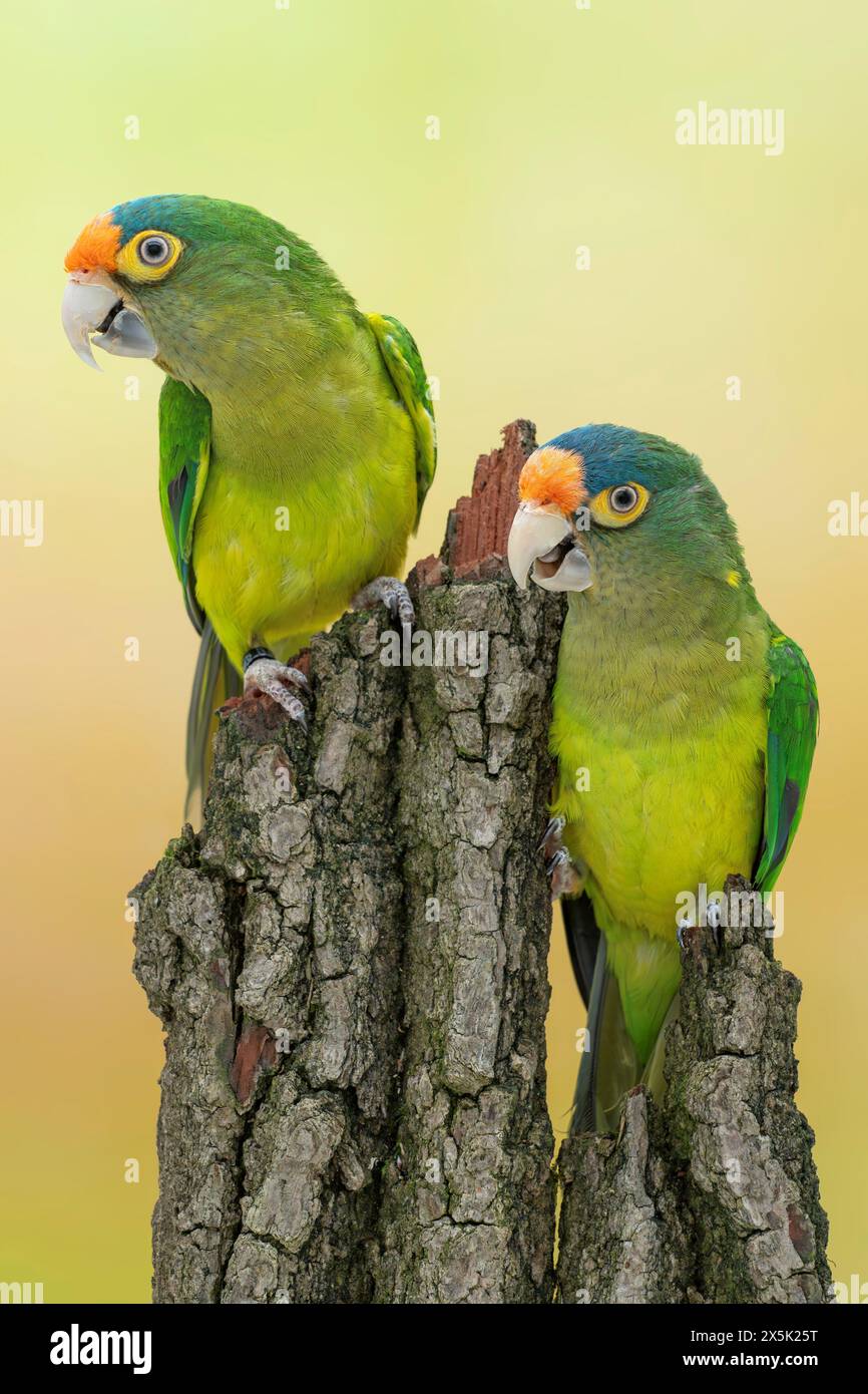 Canicularis hi-res stock photography and images - Alamy