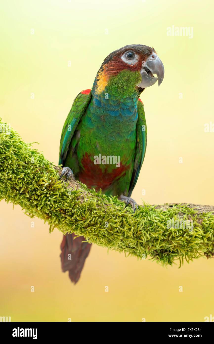 ochre-marked parakeet or blue-throated parakeet, Pyrrhura cruentata ...