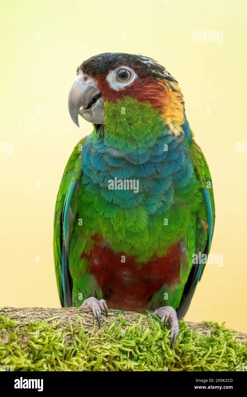 ochre-marked parakeet or blue-throated parakeet, Pyrrhura cruentata ...
