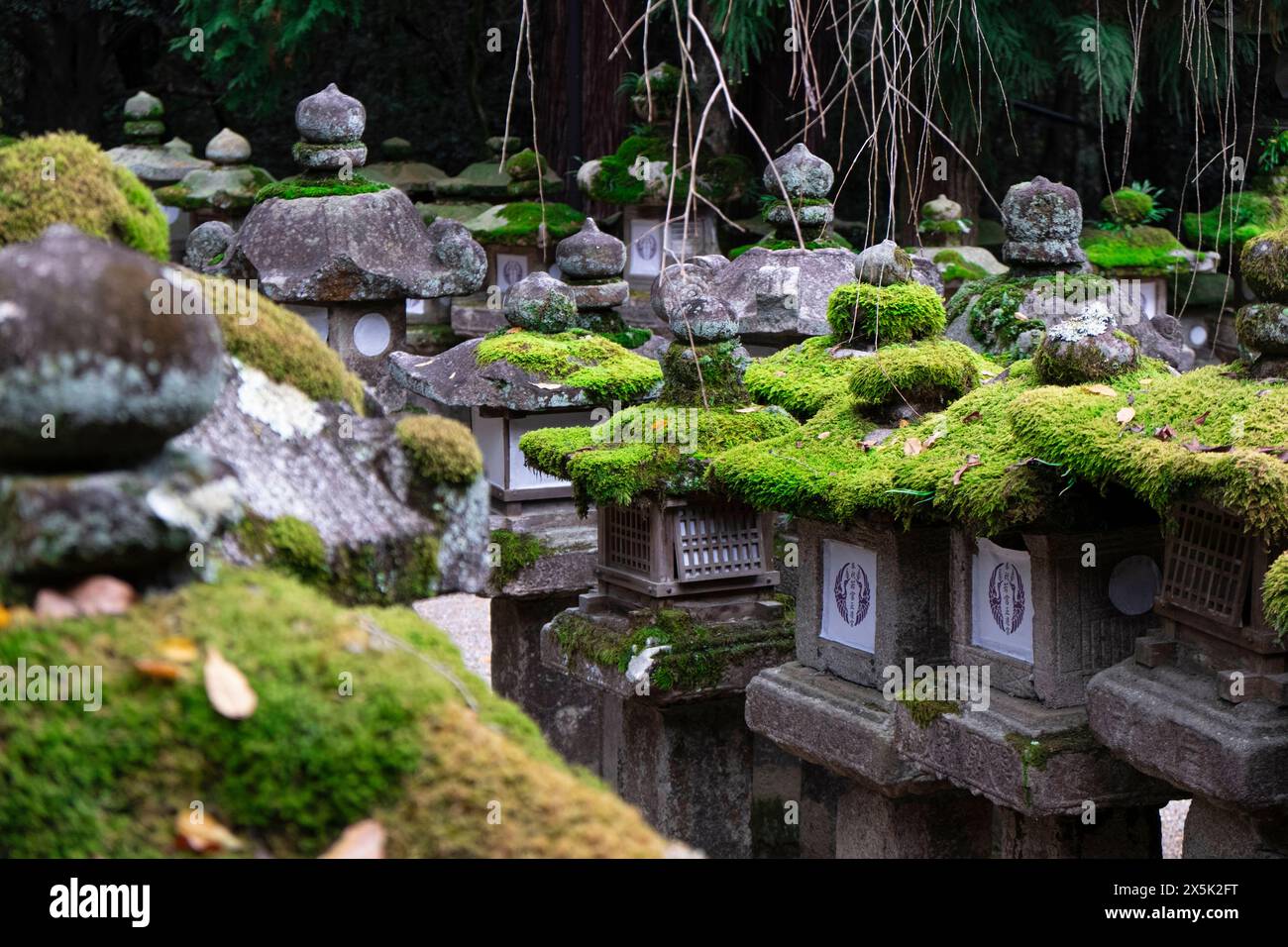 A photo of moss thriving on stone lanterns in Kasuga Temple garden in ...