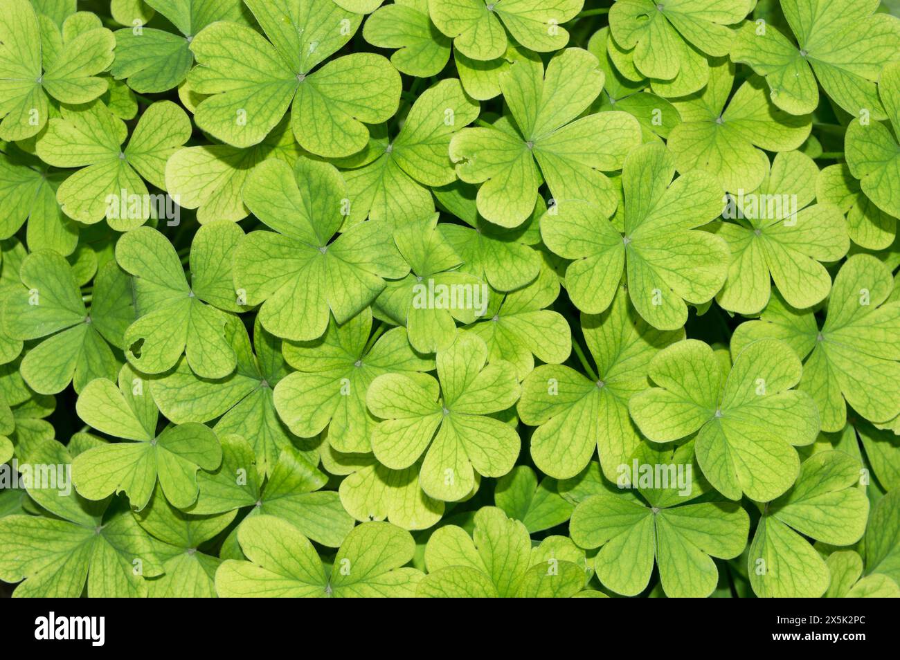 Background with green clover leaves, Oxalis articulata, pink-sorrel ...