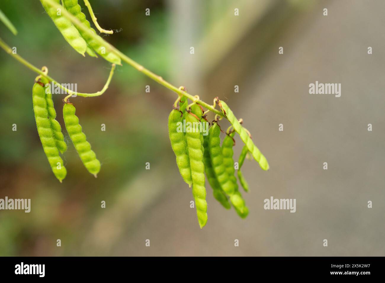 Saint Gallen, Switzerland, November 29, 2023 Desmodium Motorium or ...
