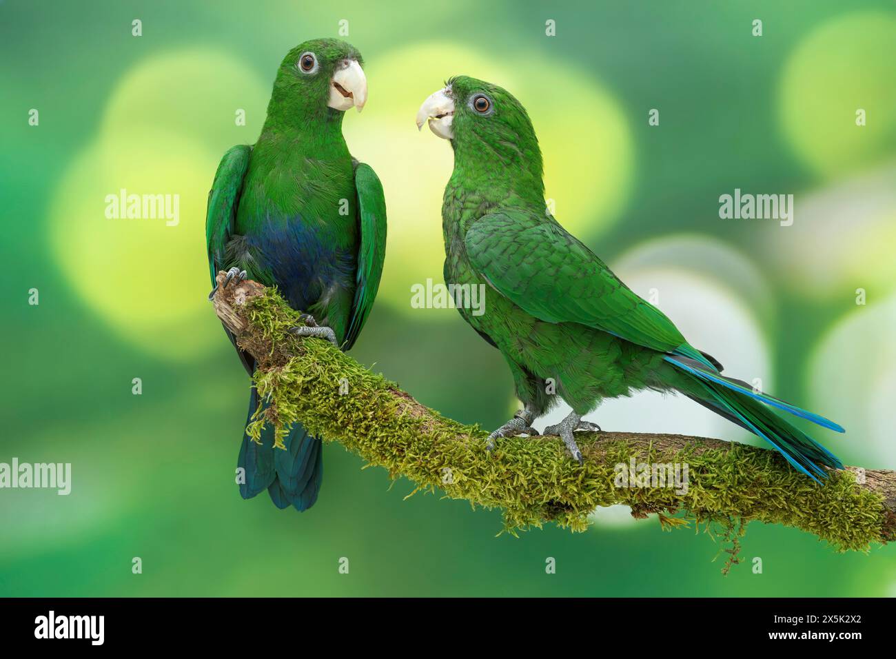 blue-bellied parrot or purple-bellied parrot, Triclaria malachitacea ...
