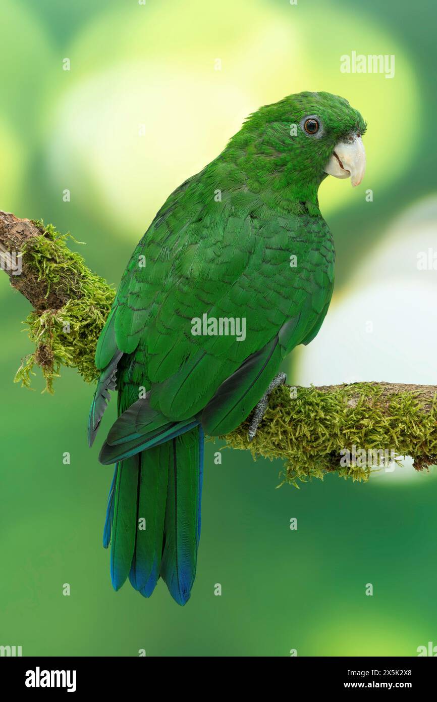 blue-bellied parrot or purple-bellied parrot, Triclaria malachitacea ...