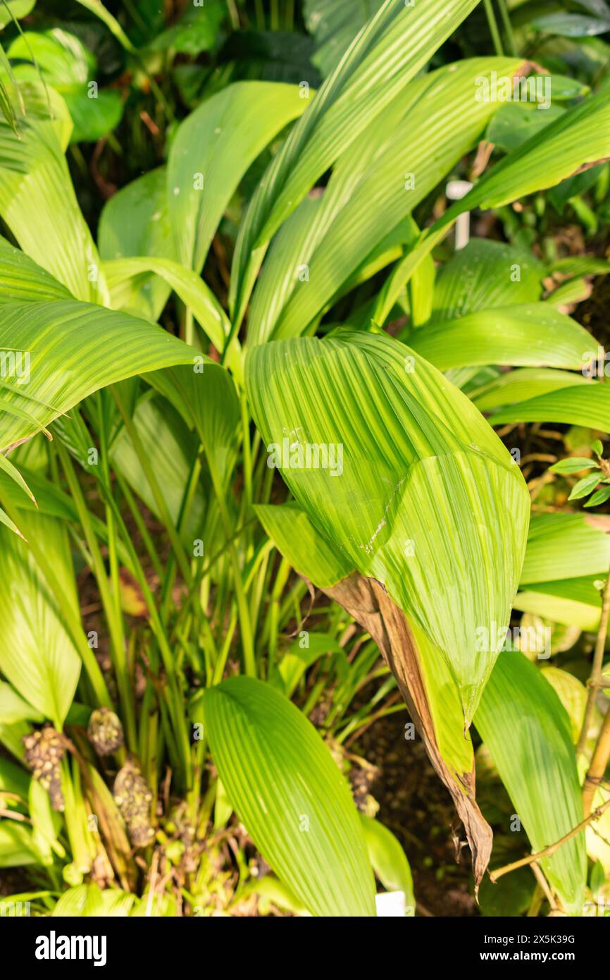 Curculigo capitulata hi-res stock photography and images - Alamy